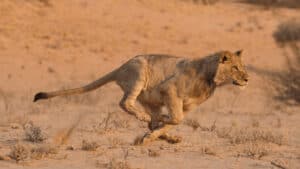 How Fast Can a Lion Run? Explore Lion's Speed - Nature and Wildlife TV