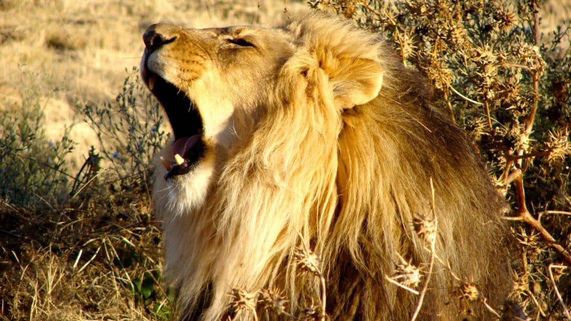 Top 5 Reasons Why the Lion is King of the Jungle – Nature and Wildlife ...
