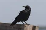 30 Common Birds That Eat Dead Animals (Explain & Photos) - Nature and ...
