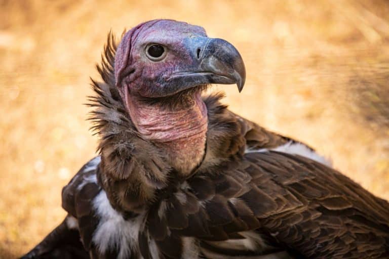 30 Common Birds That Eat Dead Animals (Explain & Photos) - Nature and ...