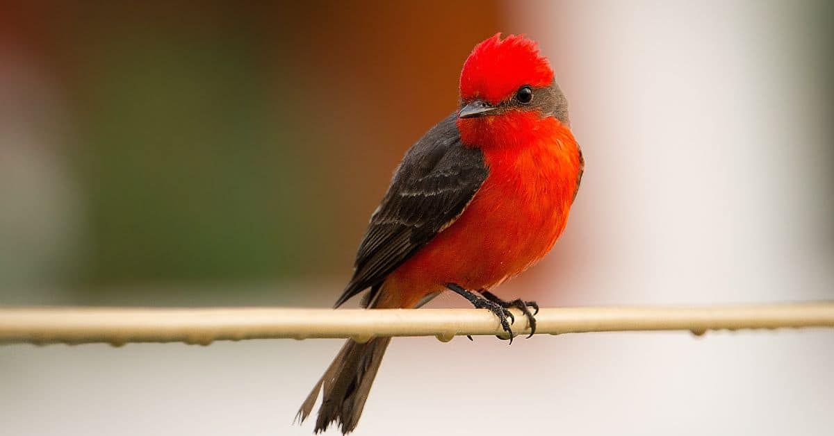 Top 22 beautiful red-breasted birds (Explain & Photos)