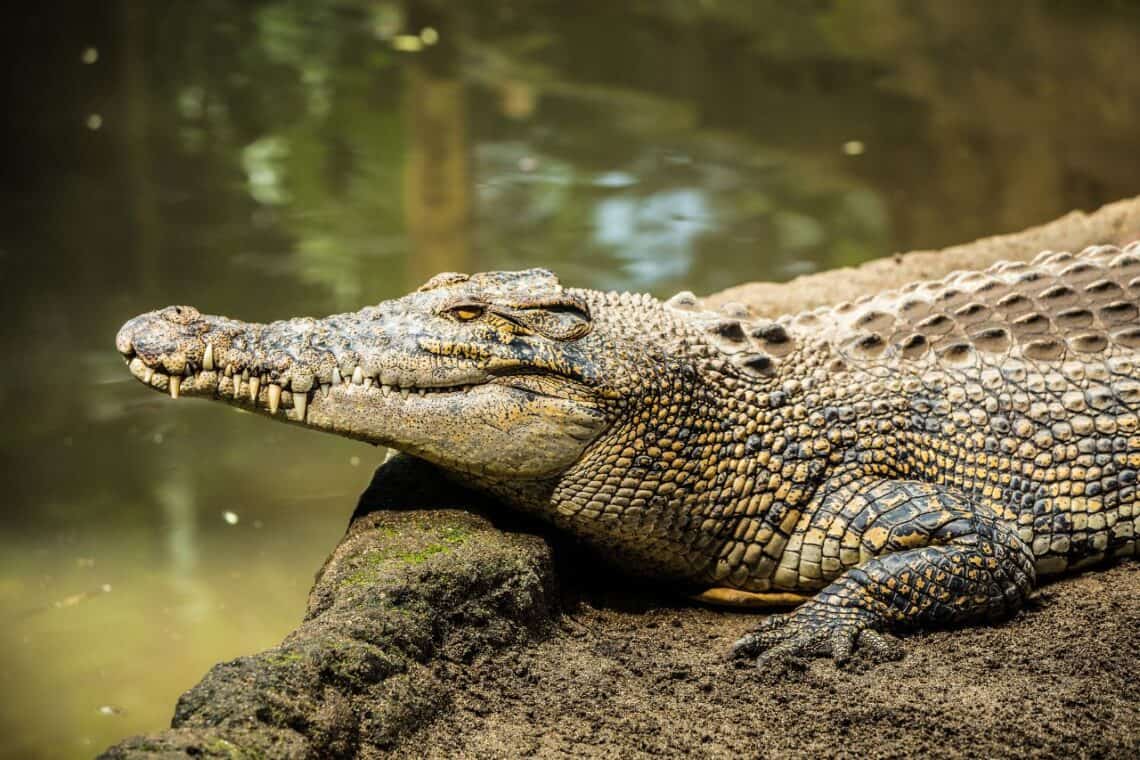 Alligator Vs. Crocodile - Which Is More Dangerous?