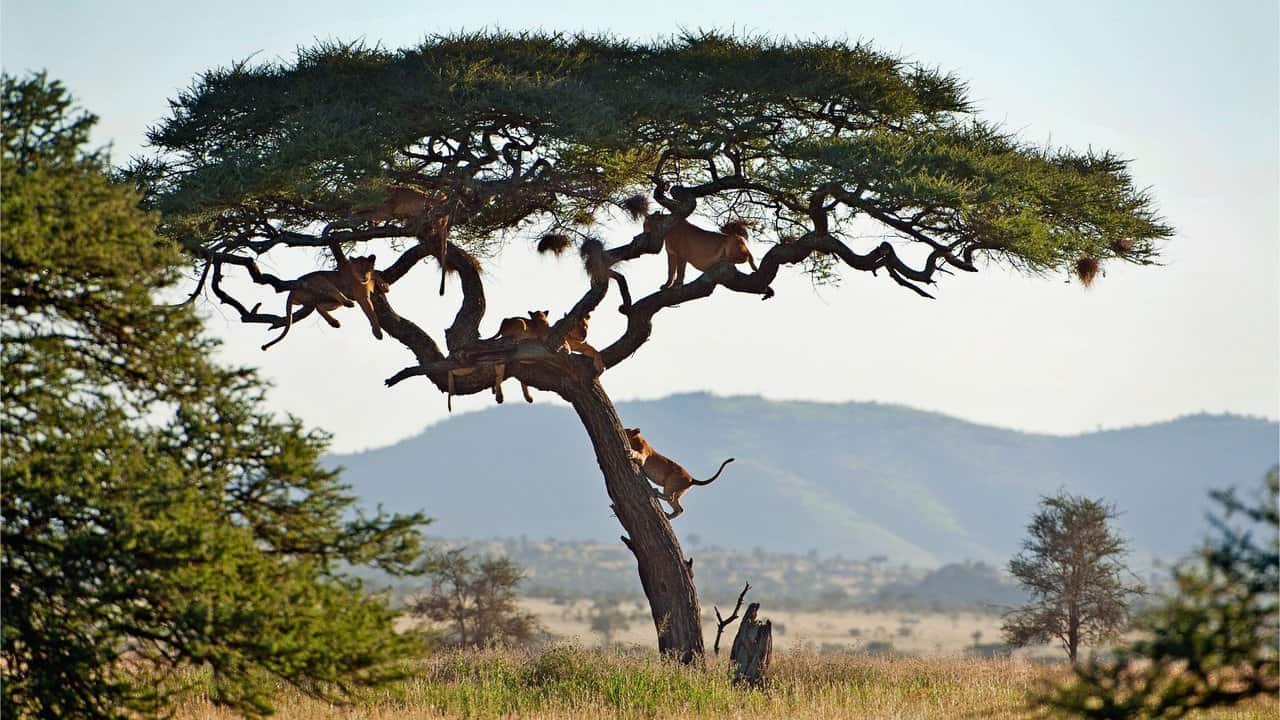 Can Lions Climb Trees? The Surprising Truth – Nature and Wildlife TV ...