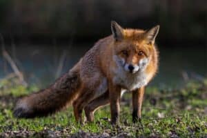 Do Foxes Eat Snakes? The Truth About Foxes' Diet - Nature and Wildlife TV