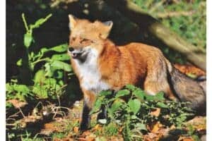 What color is a fox? Decoding the true colors of foxes - Nature and ...