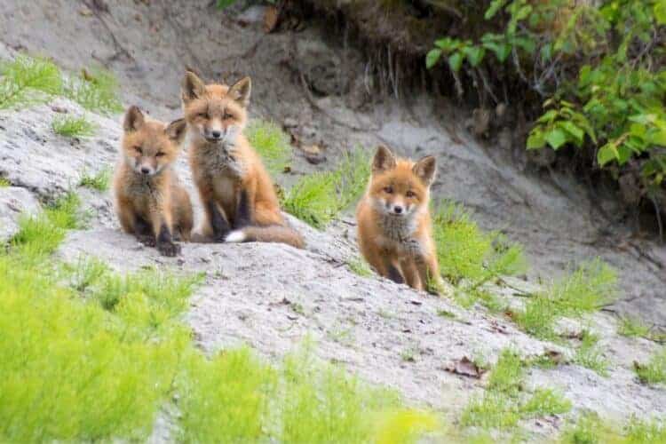 Fascinating Fox Fact: What is a group of foxes called? - Nature and ...