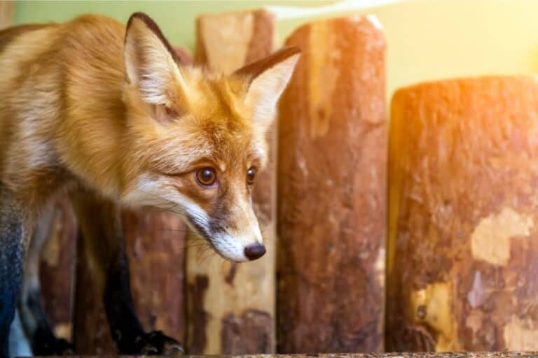Are foxes dangerous? Fearsome or Friendly? - Nature and Wildlife TV