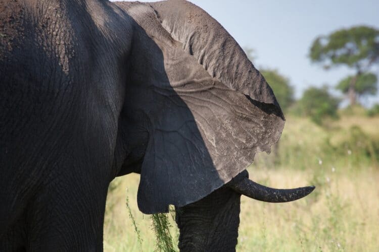 Unveiling the Mystery: Why Do Elephants Flap Their Ears?