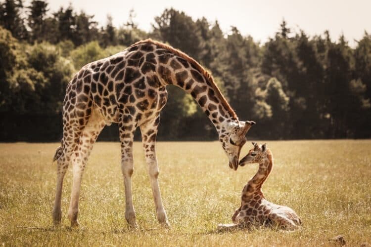 Are Giraffes Friendly? Unveiling the Gentle Giants' Nature - Nature and ...