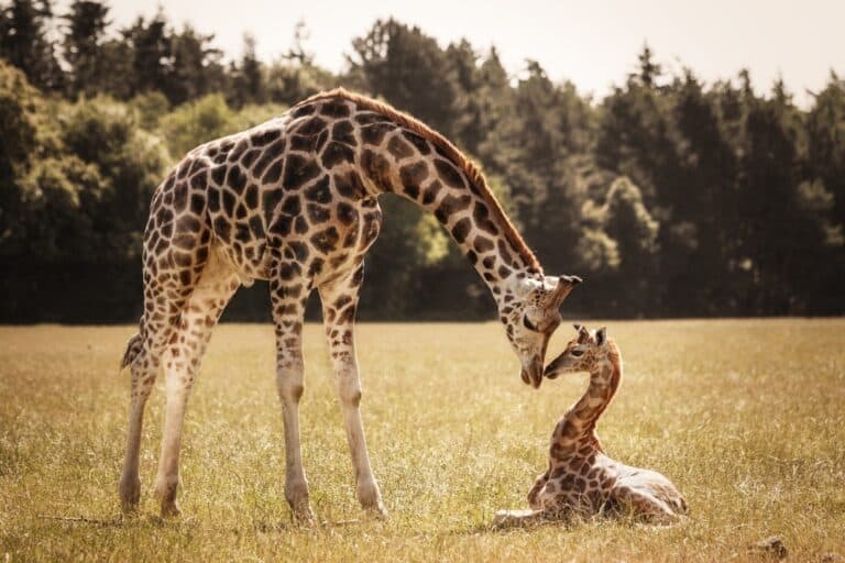 Are Giraffes Friendly? Unveiling the Gentle Giants’ Nature – Nature and ...