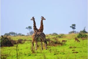 Can Giraffes Jump? Unveiling the Mystery of the Long-Necked - Nature ...