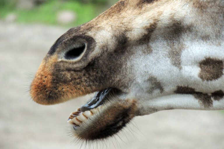 Do Giraffes Have Teeth? The Dental Secrets of Giants - Nature and ...