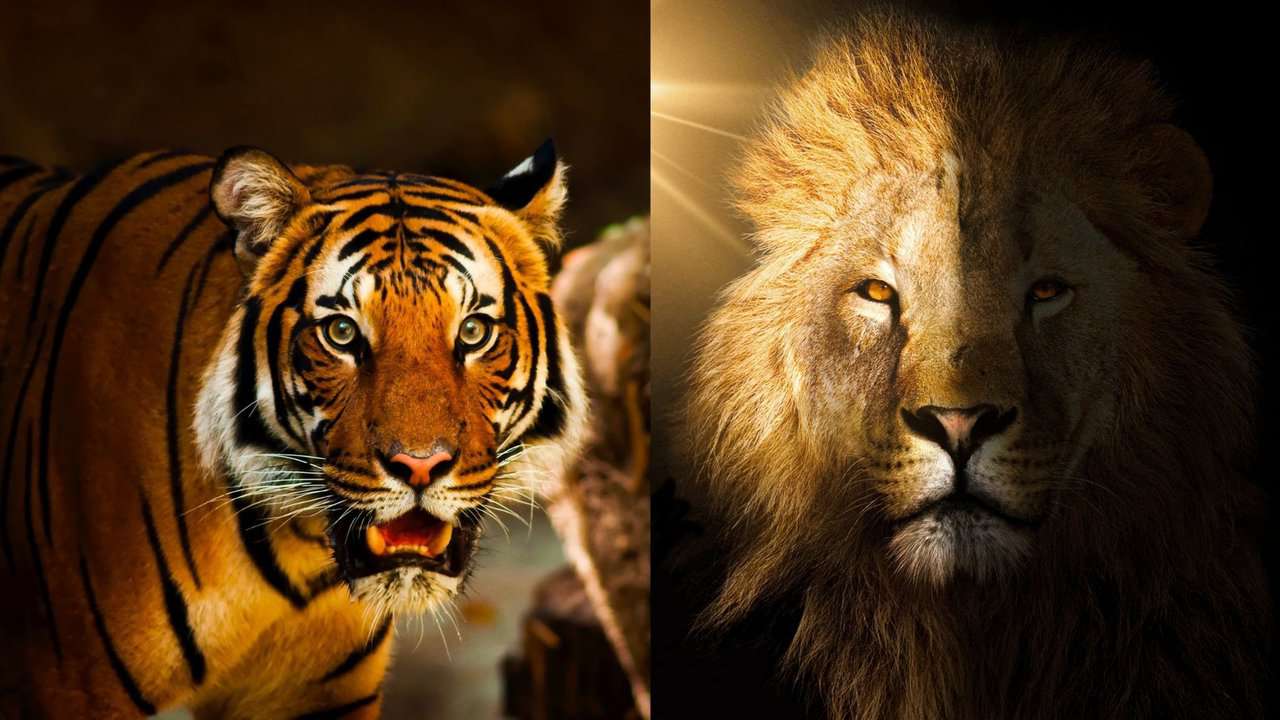 Do Lions and Tigers Get Along? An In-depth Exploration