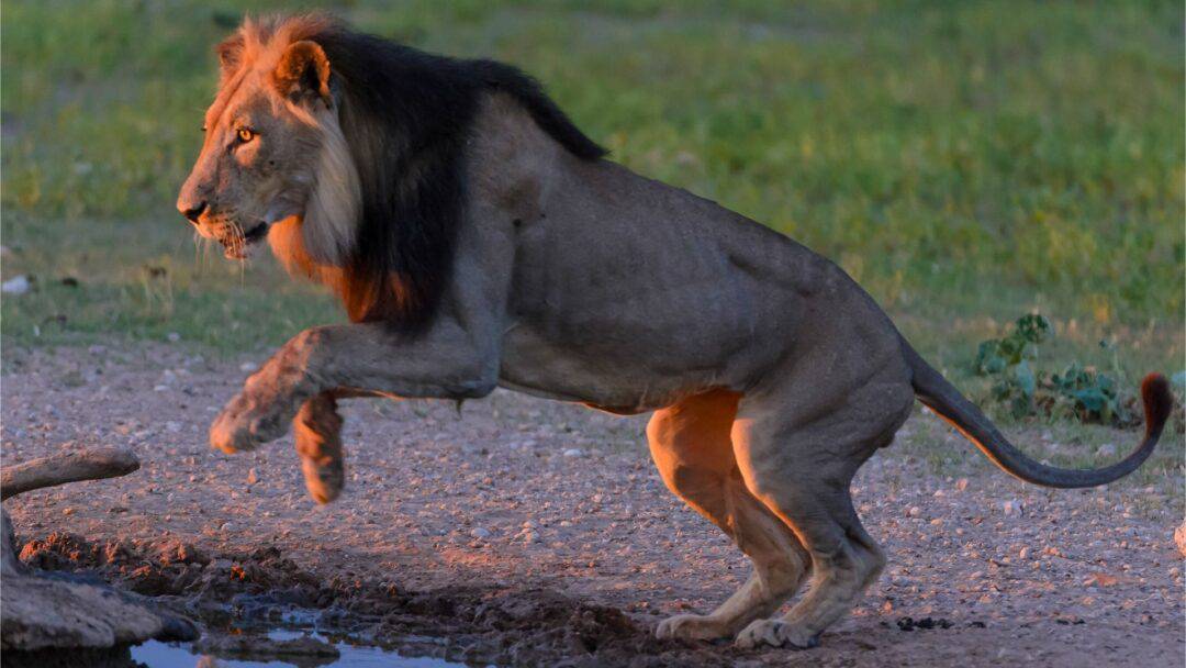 How High Can a Lion Jump? Explore Their Impressive Abilities – Nature ...