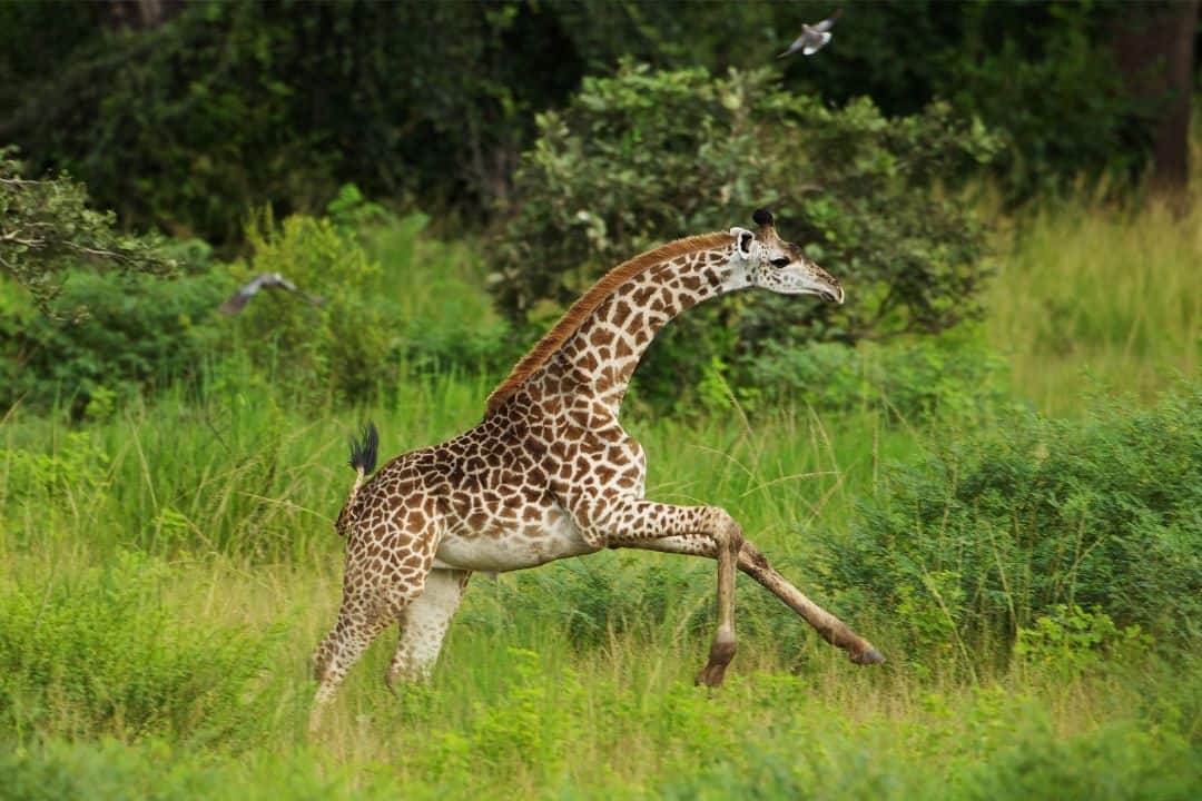 How fast is a giraffe? Uncovered Their Speed - Nature and Wildlife TV