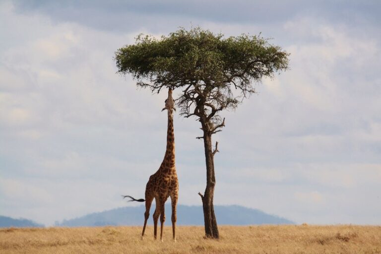 How Many Bones Does a Giraffe Have? Unraveling the Giraffe’s Skeleton ...