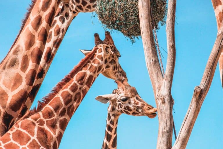How Many Bones Does a Giraffe Have? Unraveling the Giraffe’s Skeleton ...