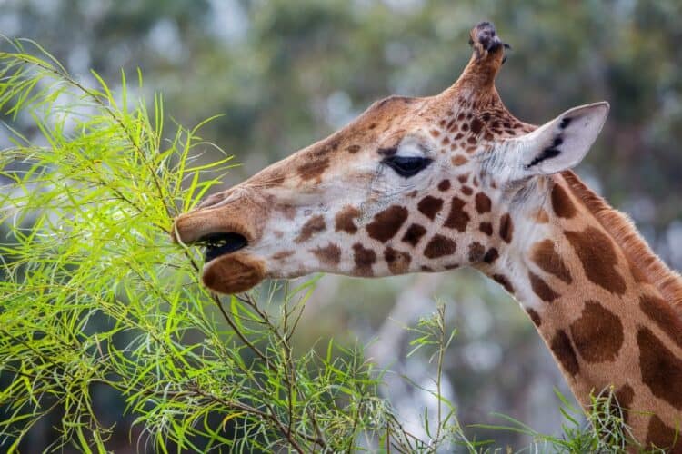 How Many Bones Does a Giraffe Have? Unraveling the Giraffe’s Skeleton ...
