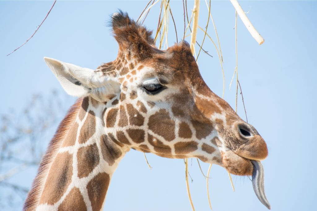 What Color is a Giraffe’s Tongue? Unveiling the Mystery – Nature and ...