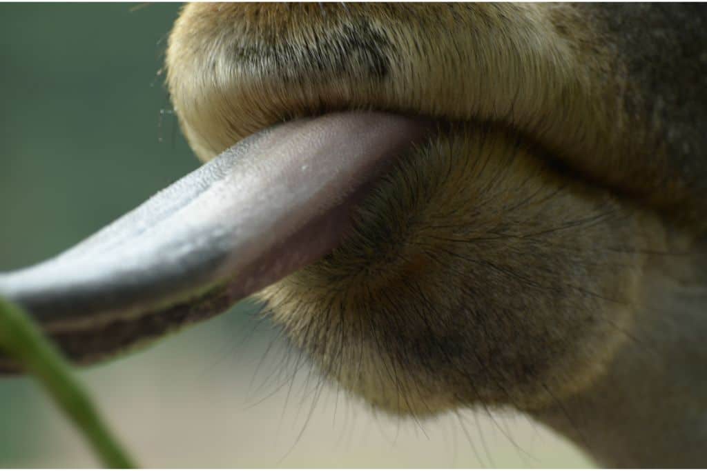 What Color is a Giraffe’s Tongue? Unveiling the Mystery – Nature and ...