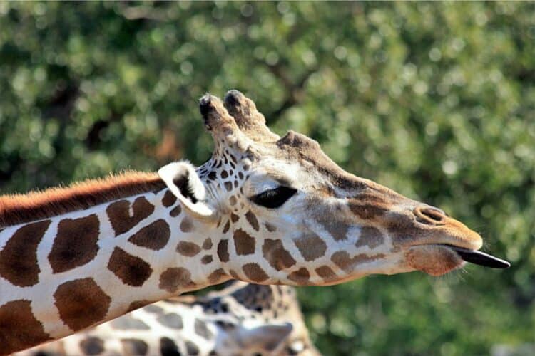 What Color is a Giraffe’s Tongue? Unveiling the Mystery – Nature and ...
