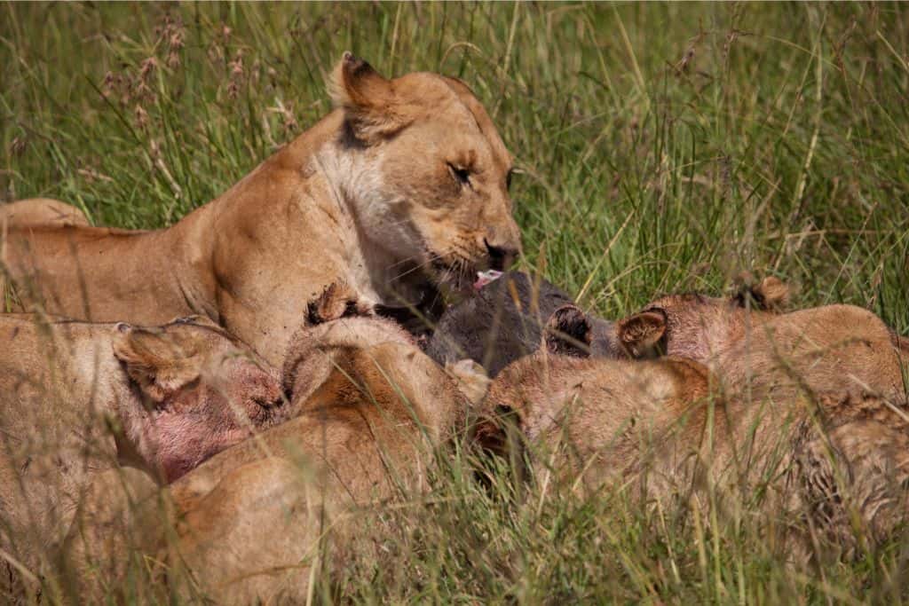How Often Do Lions Eat? An In-depth Exploration - Nature and Wildlife TV