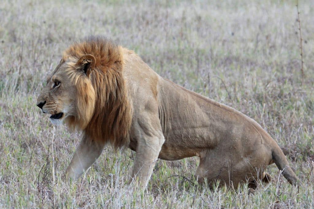 How Often Do Lions Eat? An In-depth Exploration