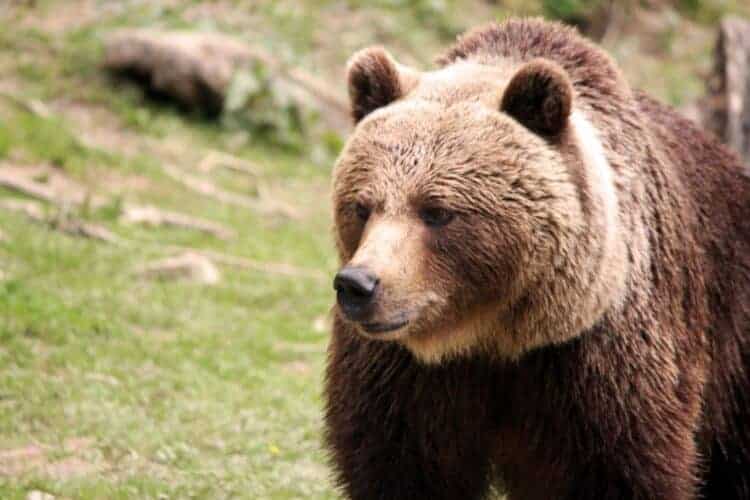 Are there bears in Scotland? Unlocking the Mystery – Nature and ...