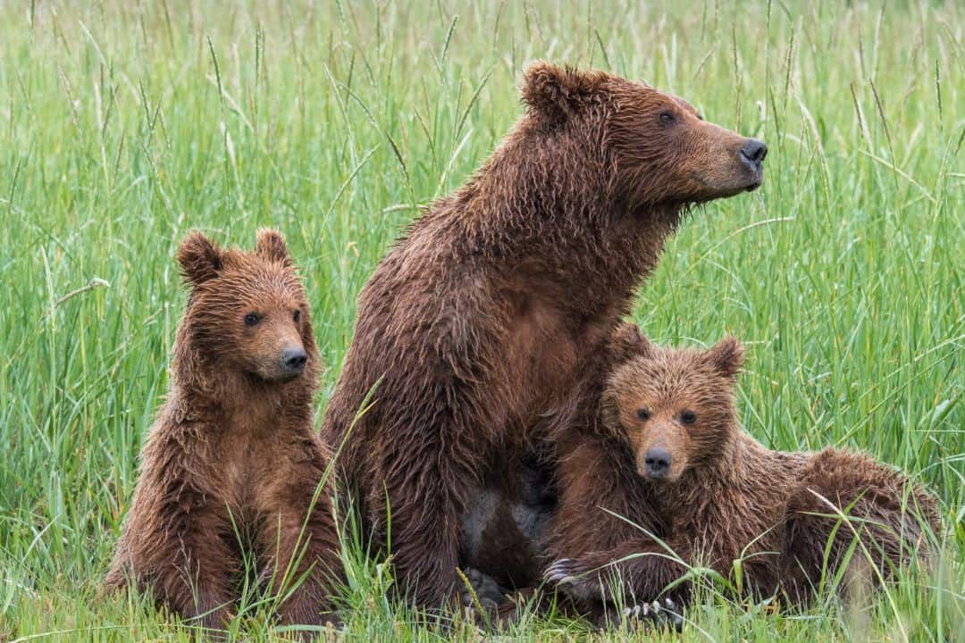 What is a group of bears called? Decoding Bear Group Names - Nature and ...