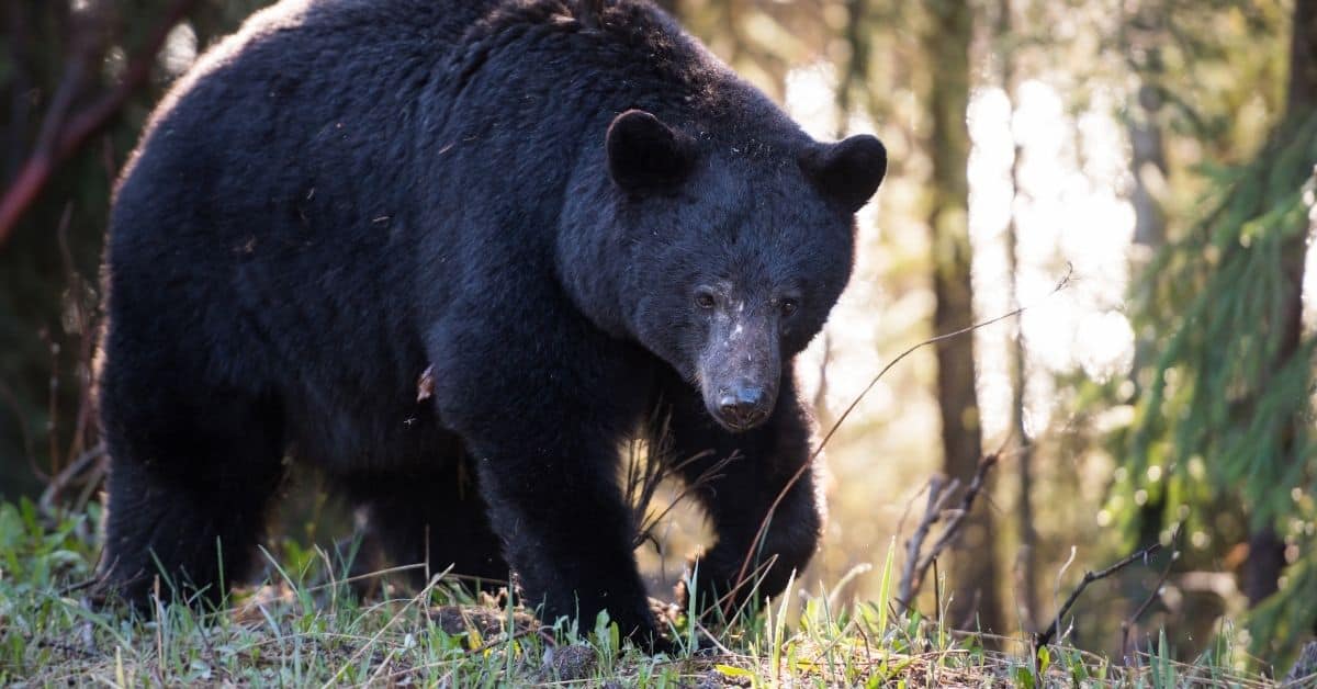 Are There Bears In Minnesota? Unearthing The Truth