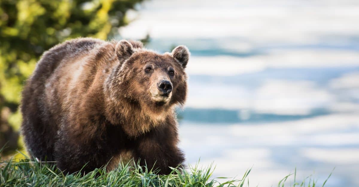 Unveiling the Mystery: Are There Grizzly Bears in Oregon? - Nature and ...