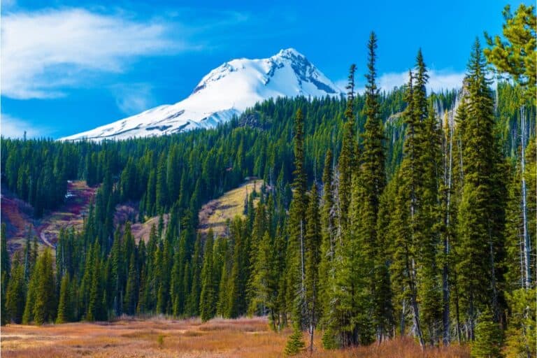 Unveiling the Mystery: Are There Grizzly Bears in Oregon? - Nature and ...