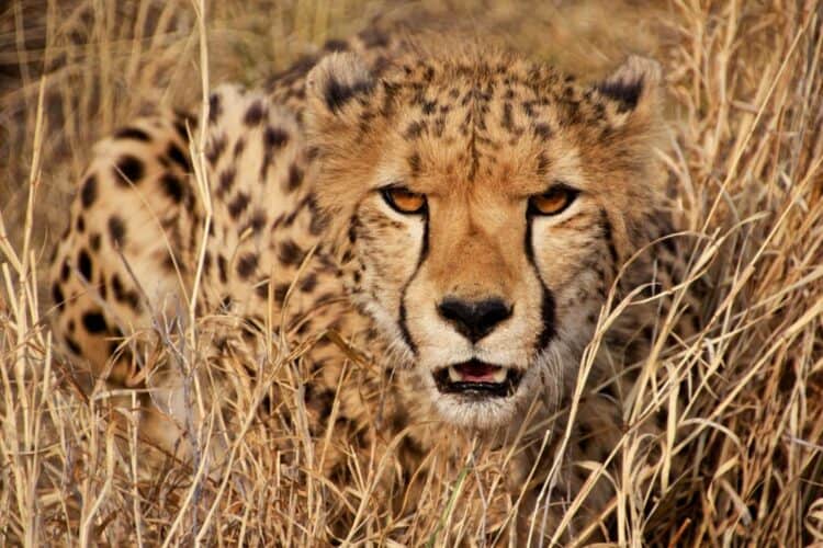 Debunking the Myth: Are Cheetahs Friendly?