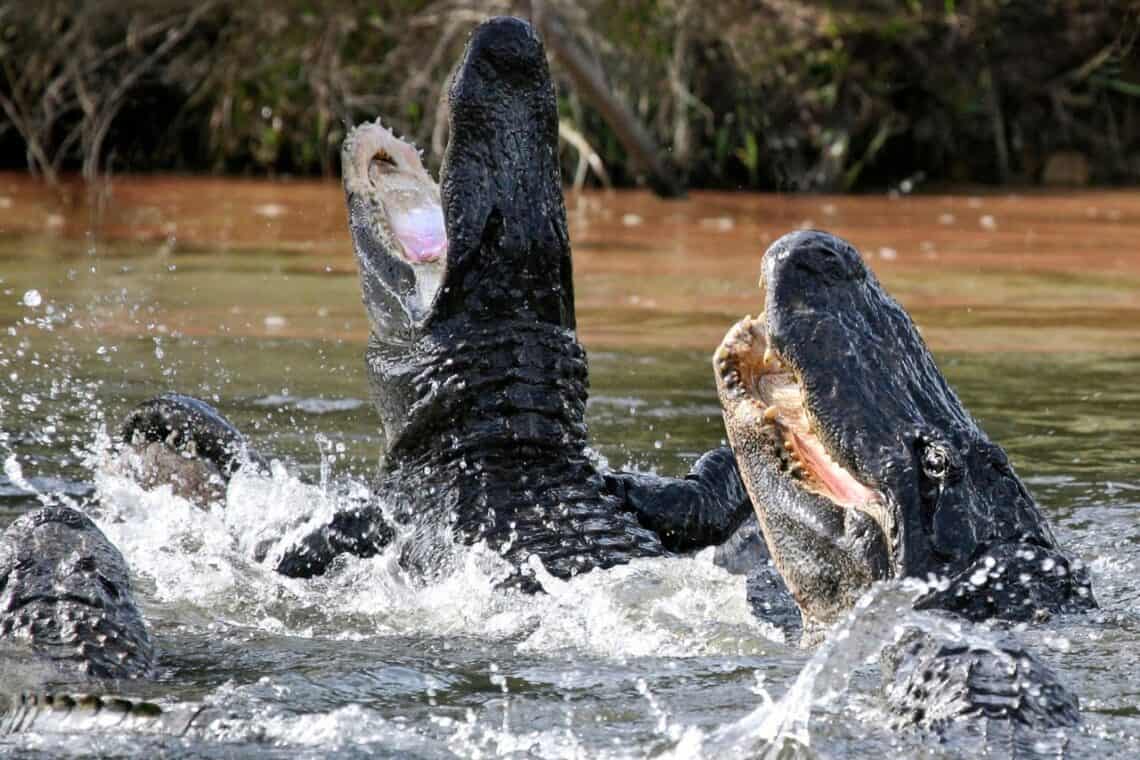 How Fast Can An Alligator Run? Unveiling the Alligator Speed – Nature ...