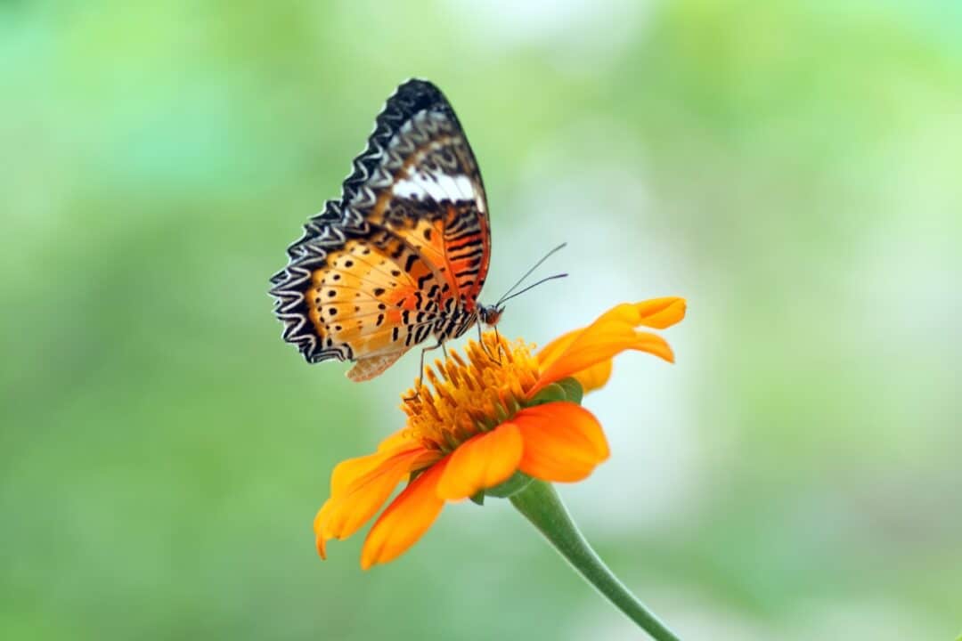 Do Butterflies Drink Blood? Deep Explanation