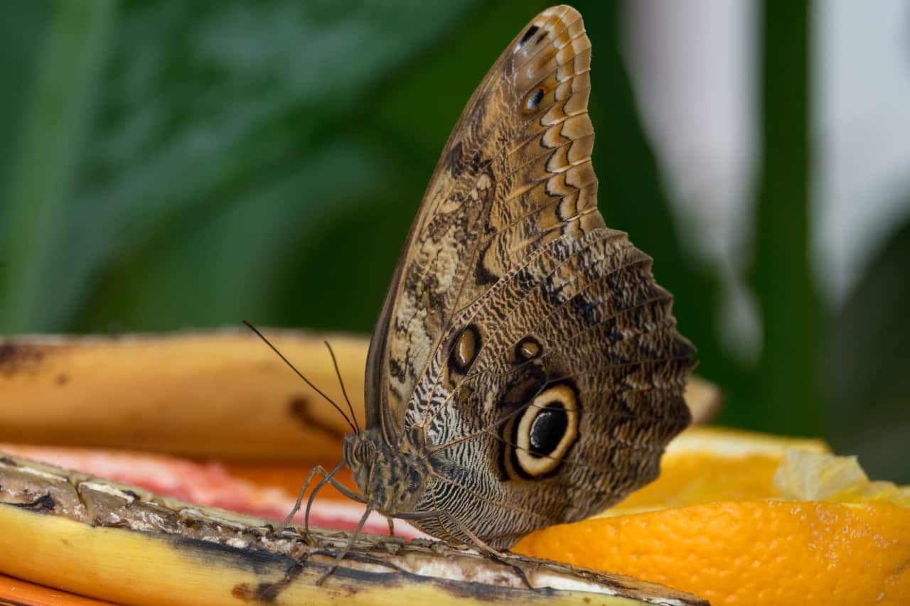 Do Butterflies Drink Blood? Deep Explanation