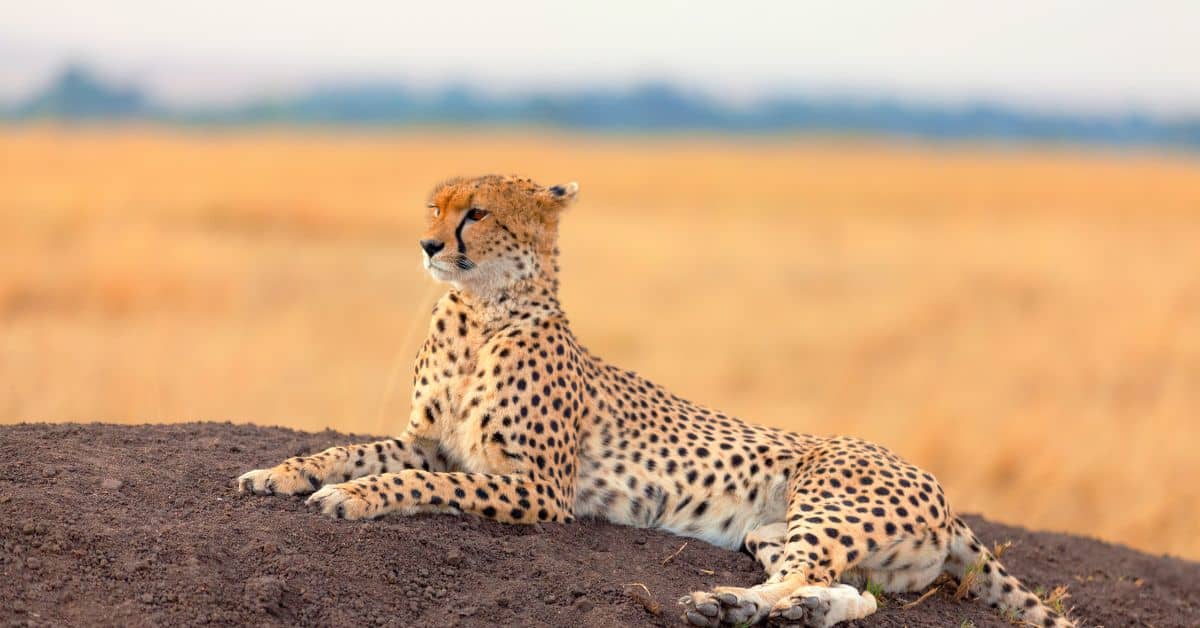 What color is a cheetah? Unmasking the Cheetah's Dazzling Coat - Nature ...