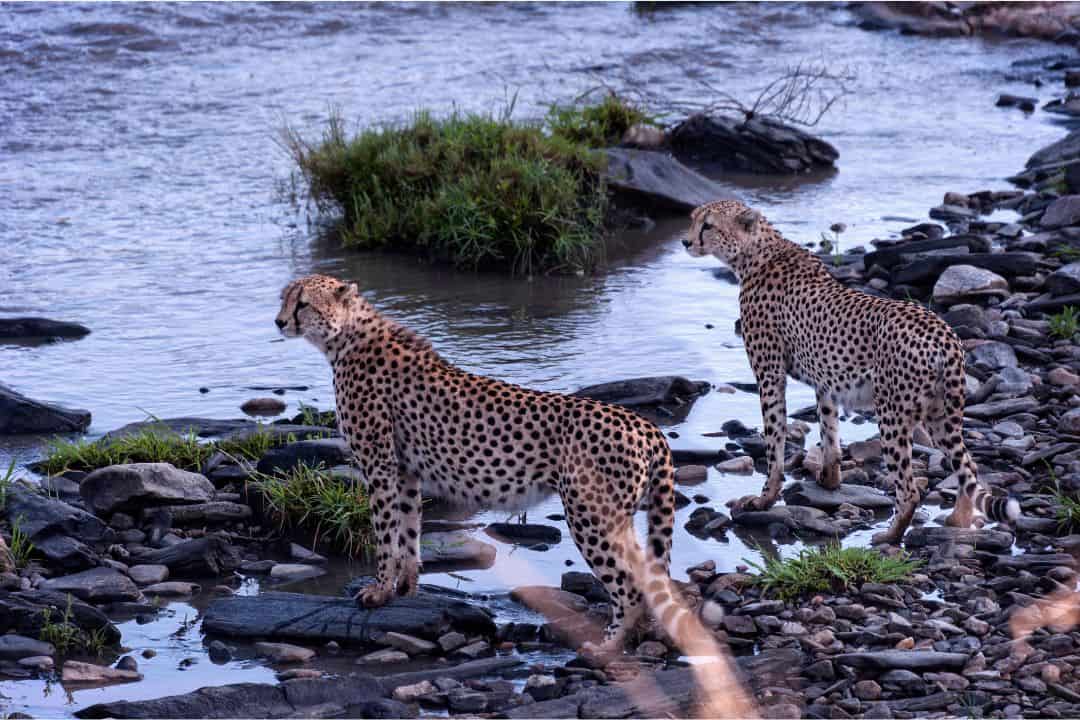 Can Cheetahs Swim? Diving into the Unknown - Nature and Wildlife TV