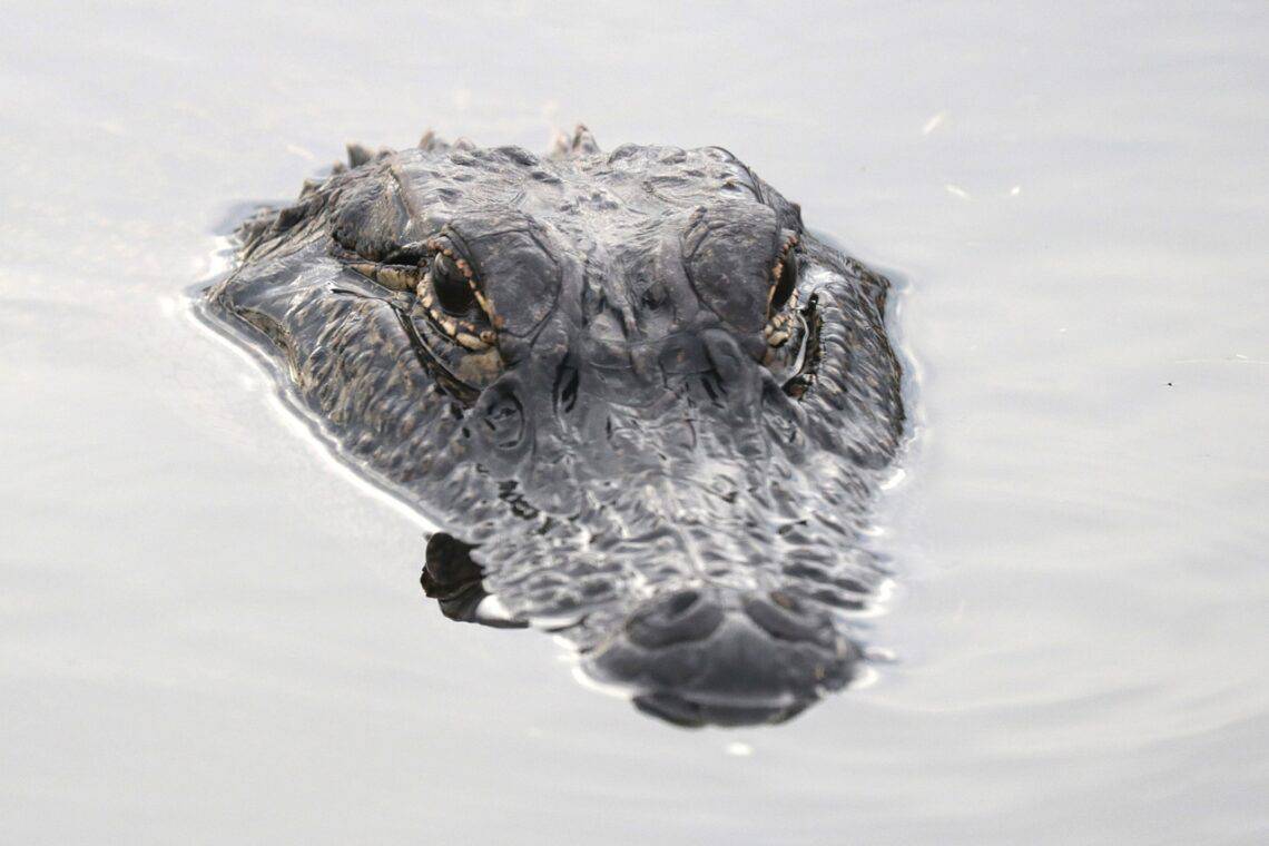 Are there alligators in Washington, DC? Unveiling the Truth! - Nature ...