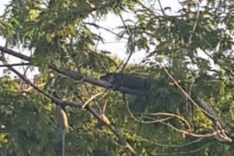 Can Alligators Climb Trees? Amazing Facts Revealed! – Nature and ...