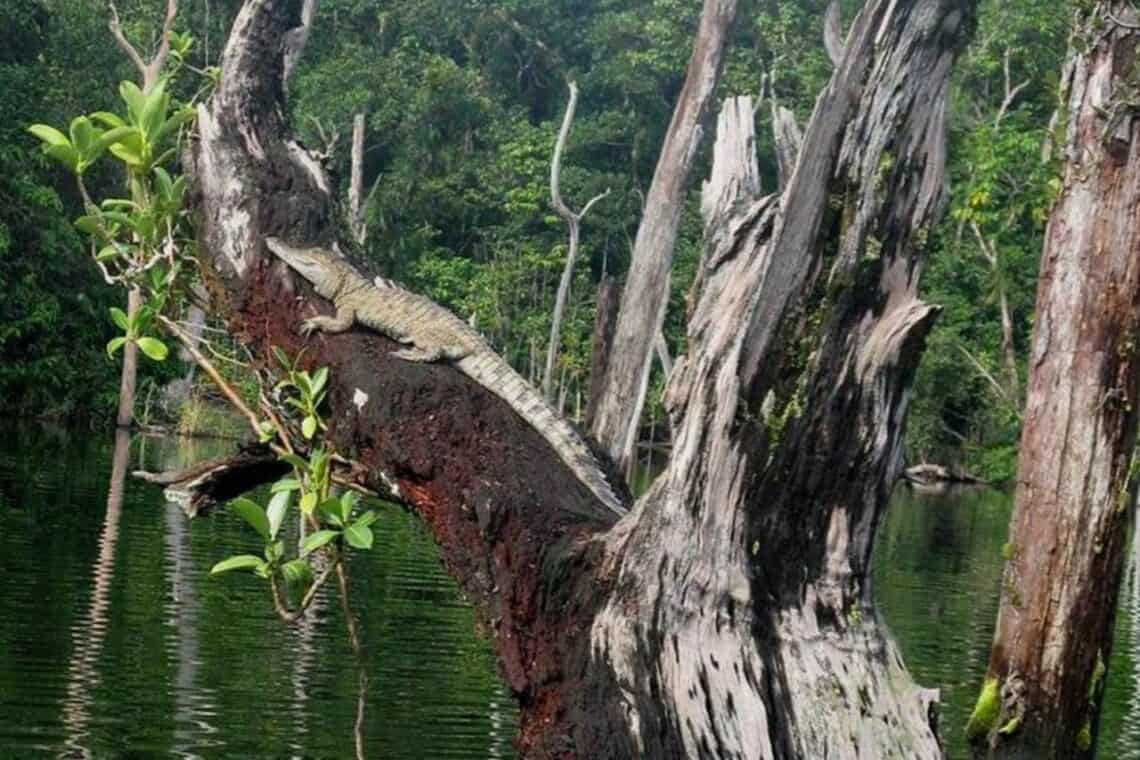 Can Alligators Climb Trees? Amazing Facts Revealed! – Nature and ...