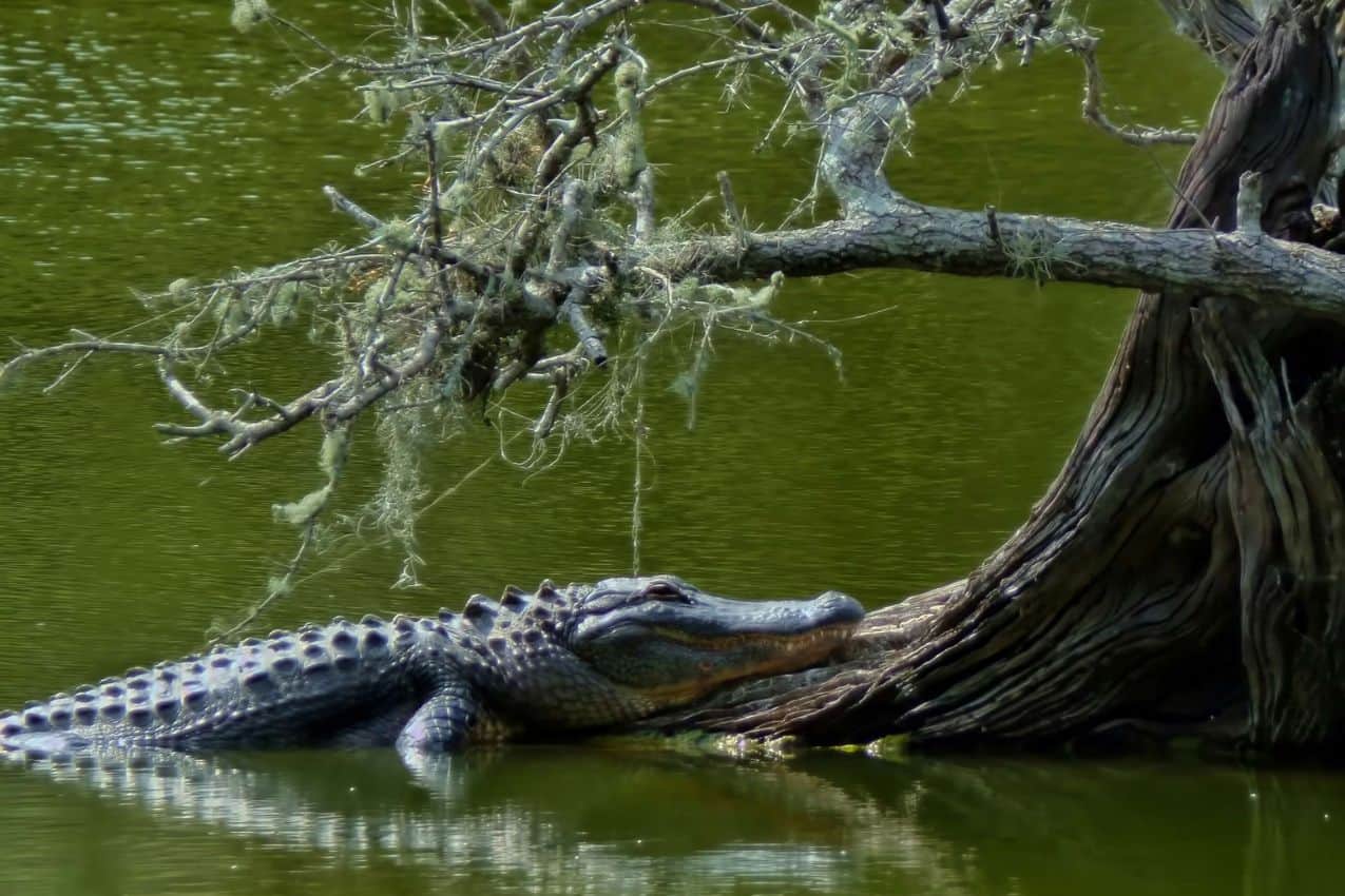 Can Alligators Climb Trees? Amazing Facts Revealed! – Nature and ...