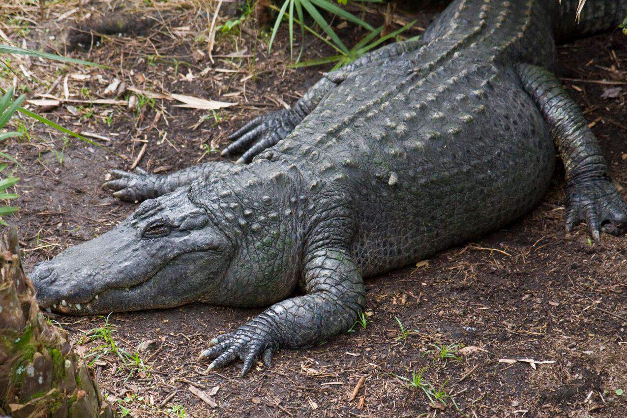Do Alligators Hibernate? Unveiling Their Winter Survival