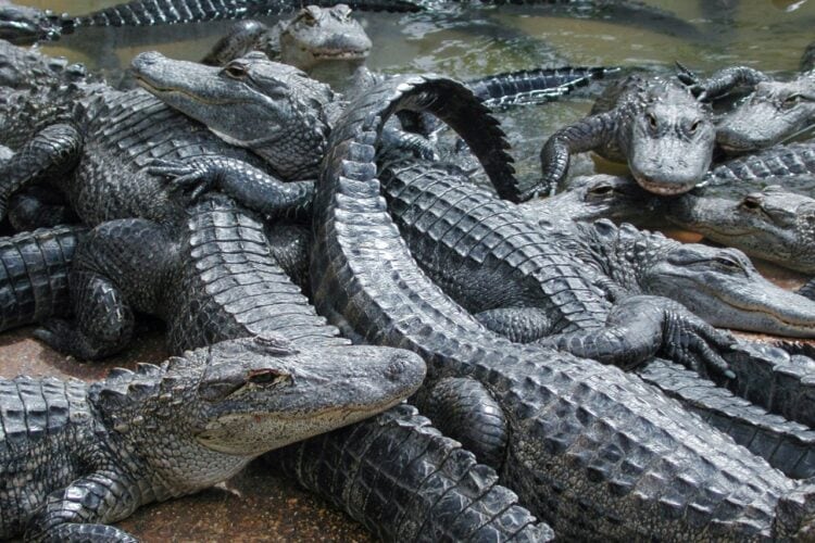 How Long Do Alligators Live? A Deep Dive in Their Lifespan - Nature and ...