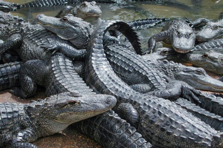 How Long Do Alligators Live? A Deep Dive in Their Lifespan - Nature and ...