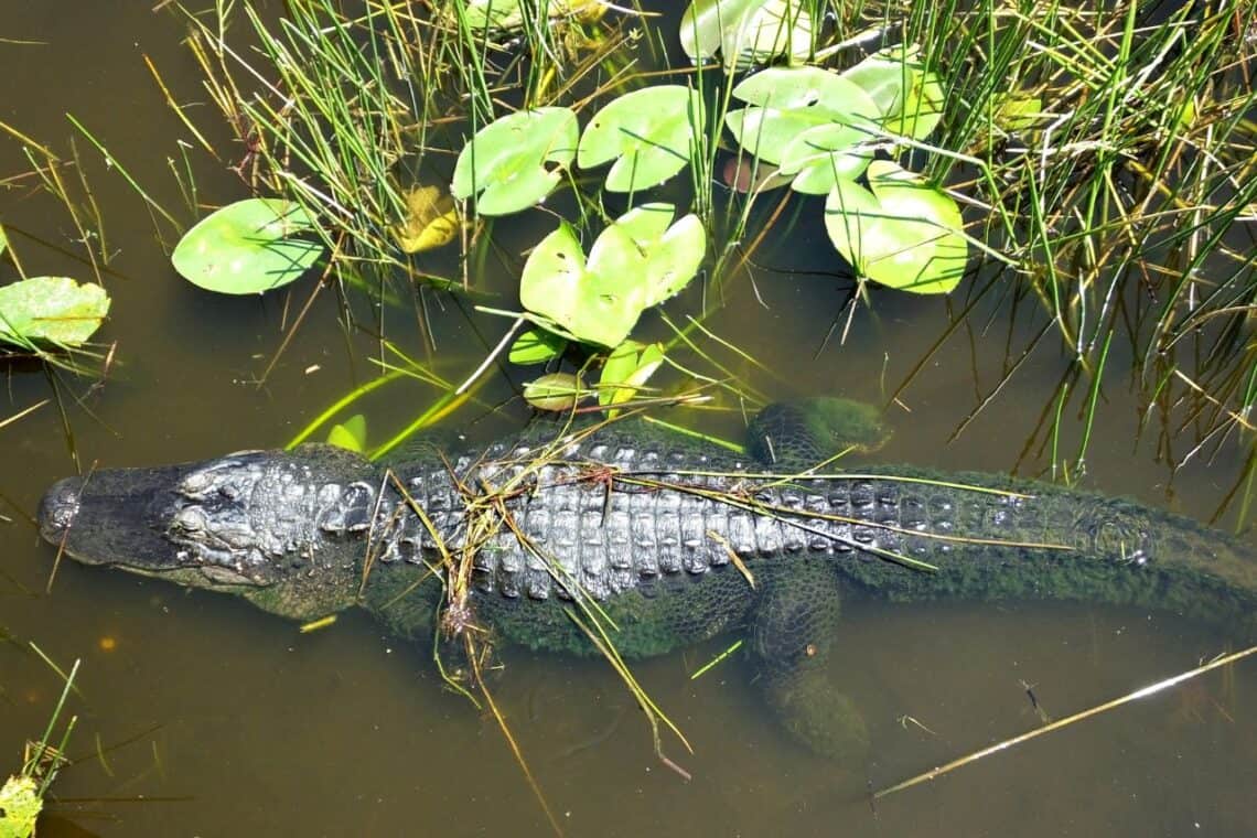 How Long Do Alligators Live? A Deep Dive in Their Lifespan - Nature and ...