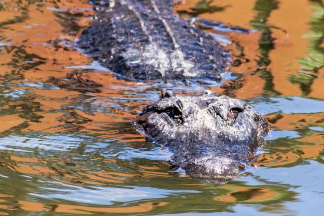 How Long Do Alligators Live? A Deep Dive in Their Lifespan - Nature and ...