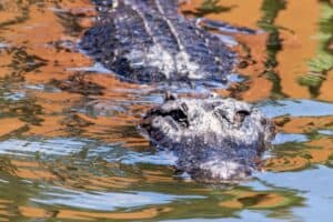How Long Do Alligators Live? A Deep Dive in Their Lifespan - Nature and ...