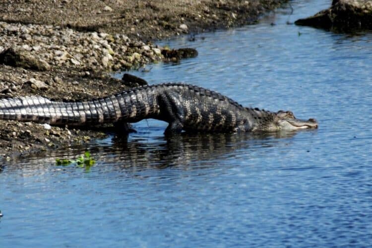 How Long Do Alligators Live? A Deep Dive in Their Lifespan - Nature and ...