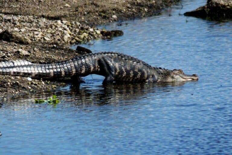 How Long Do Alligators Live? A Deep Dive in Their Lifespan – Nature and ...